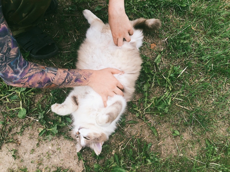 猫の気持ちが分かる？機嫌が良いサイン・友好的なボディランゲージ - CHERIEE あにまるマガジン