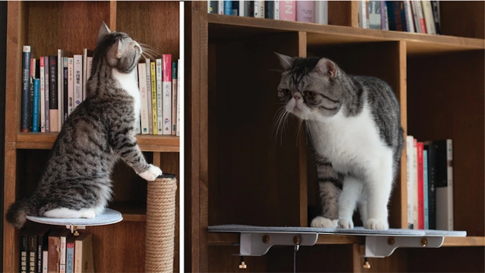狭いお部屋も猫の遊び場に大変身！「CATSSUP」とは？ - CHERIEE あにまるマガジン