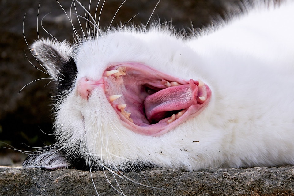 知ってた？猫の舌がザラザラしている3つの理由 - CHERIEE あにまるマガジン