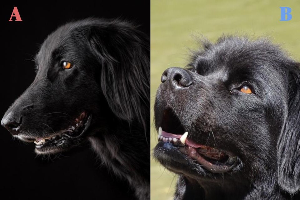 【画像クイズ】見分けがつきますか？外見が似ている犬たち⑥ - CHERIEE あにまるマガジン