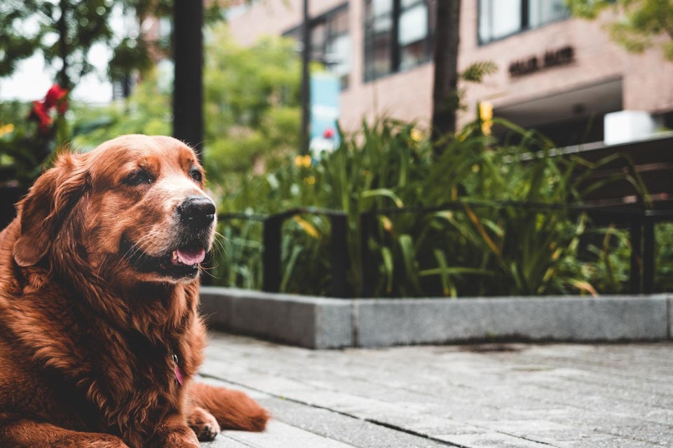 老犬がふらつく・踏ん張れない！4段階の歩行の介護方法を解説 - CHERIEE あにまるマガジン