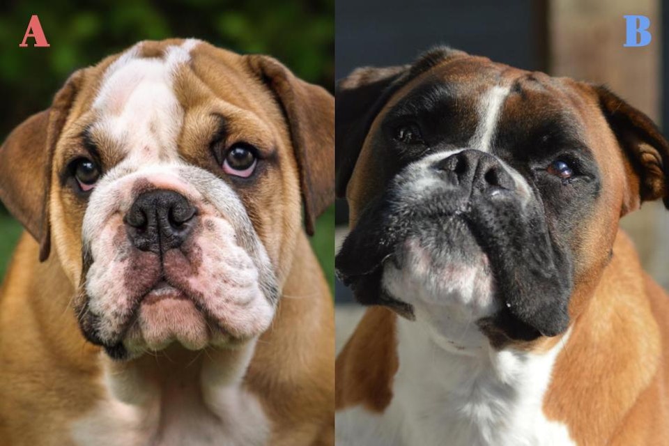 【画像クイズ】見分けがつきますか？外見が似ている犬たち⑧ - CHERIEE あにまるマガジン