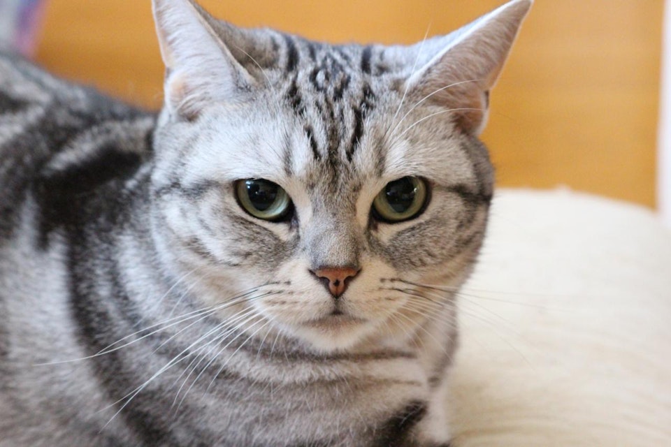 【2025年最新版】猫種の人気ランキング！特徴や飼い方を解説 - CHERIEE あにまるマガジン