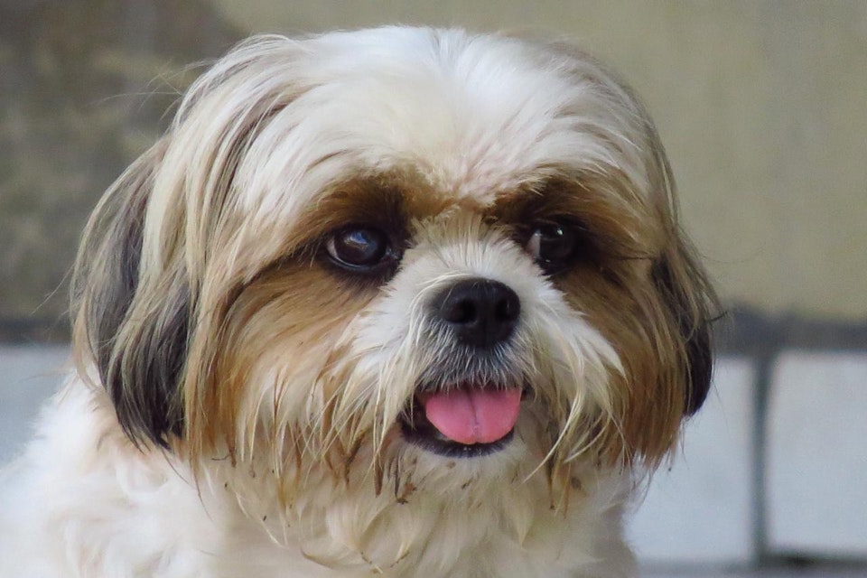 【2025年最新版】人気犬種ランキング20！特徴や注意点も解説 - CHERIEE あにまるマガジン