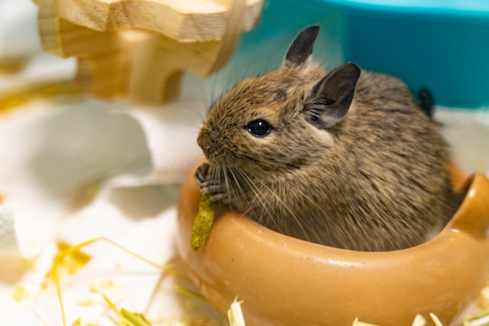 飼うなら知っておこう！デグーがかかりやすい5つの病気とその対策 - CHERIEE あにまるマガジン