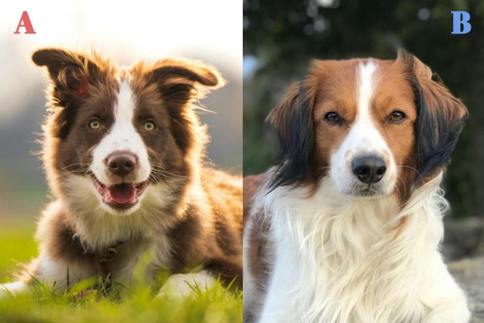 【画像クイズ】コーイケルホンディエと似ている犬種を見分けられる？ - CHERIEE あにまるマガジン