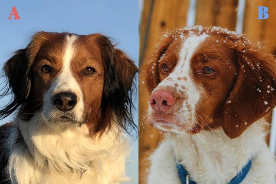 【画像クイズ】コーイケルホンディエと似ている犬種を見分けられる？ - CHERIEE あにまるマガジン