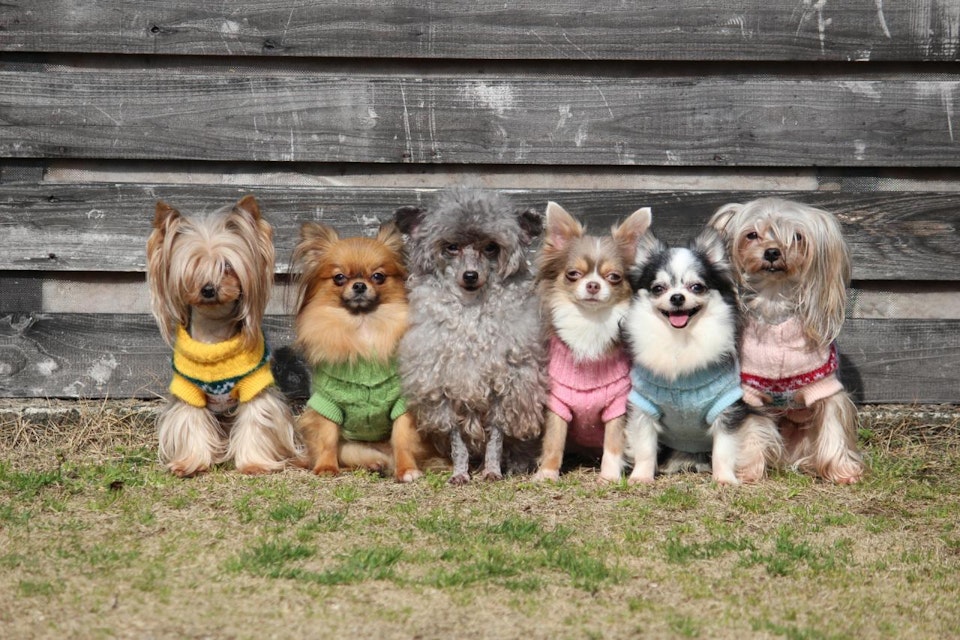 【2026年1月】猫のイベントや展示会へ行こう！全国版 - CHERIEE あにまるマガジン