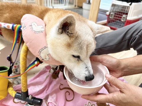 愛犬の生活をもっと豊かに！見直すべき5つの習慣 - CHERIEE あにまるマガジン