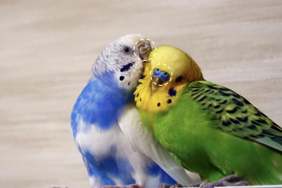 セキセイインコを繁殖させるには？オスとメスの判別方法も解説 - CHERIEE あにまるマガジン